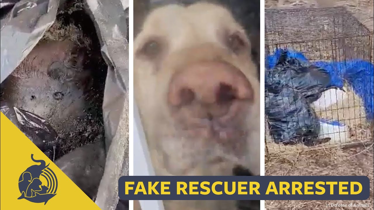 Death of More Than 30 Dogs at Fake Rescue - YouTube