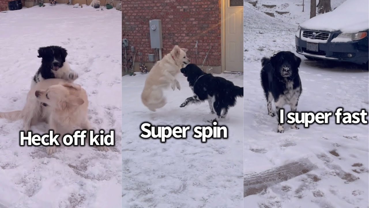 Dogs Have A Snow Day - YouTube
