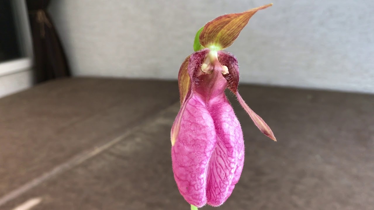 New Slipper Orchid: Cypripedium acaule The Moccasin Flower - YouTube