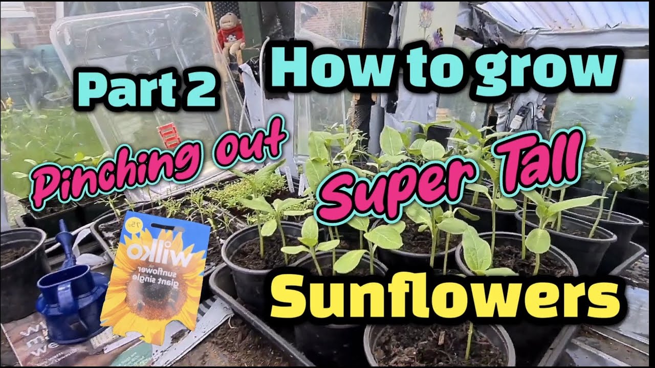 How to grow super tall sunflowers part 2 - YouTube