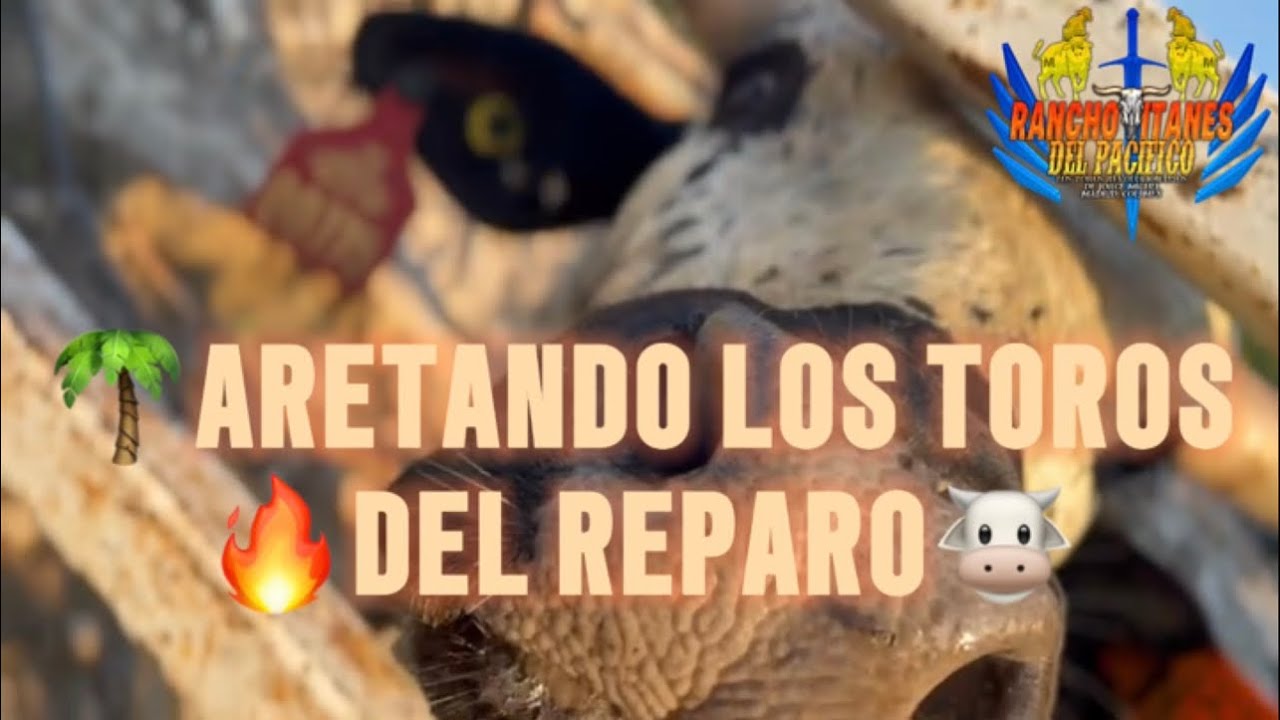 Aretando Los Toros,Aretes Personalizados Cap 32!! - YouTube