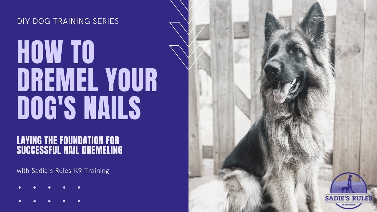 HOW TO DREMEL YOUR DOG'S NAILS: Establishing a foundational position ...