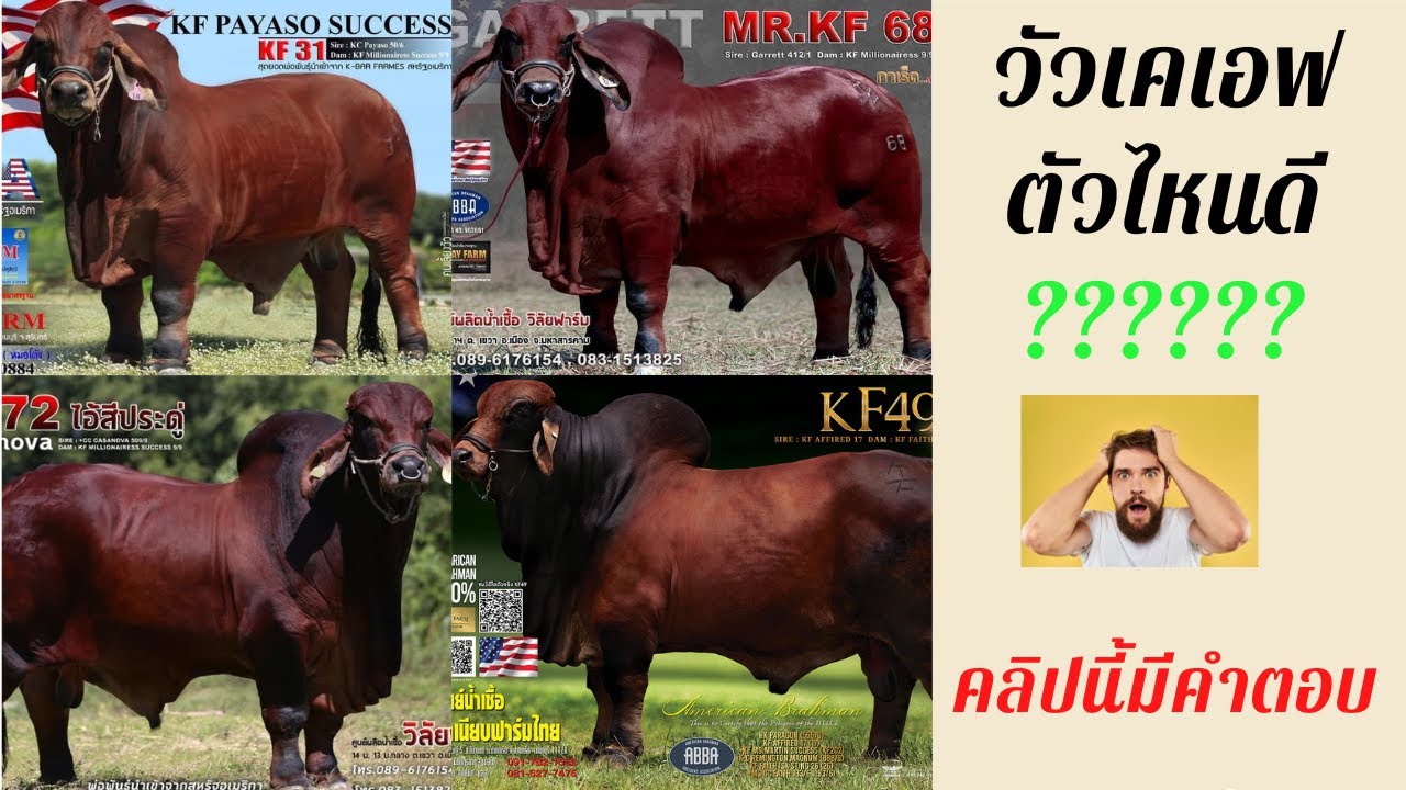 จะเลือกพ่อพันธุ์KF ตัวไหนดี - YouTube