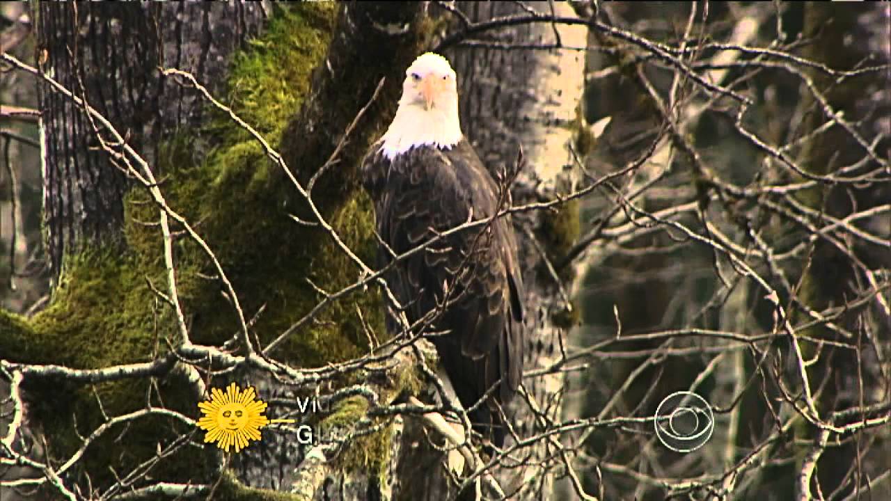 NATURE: Bald Eagles in Washington State - YouTube