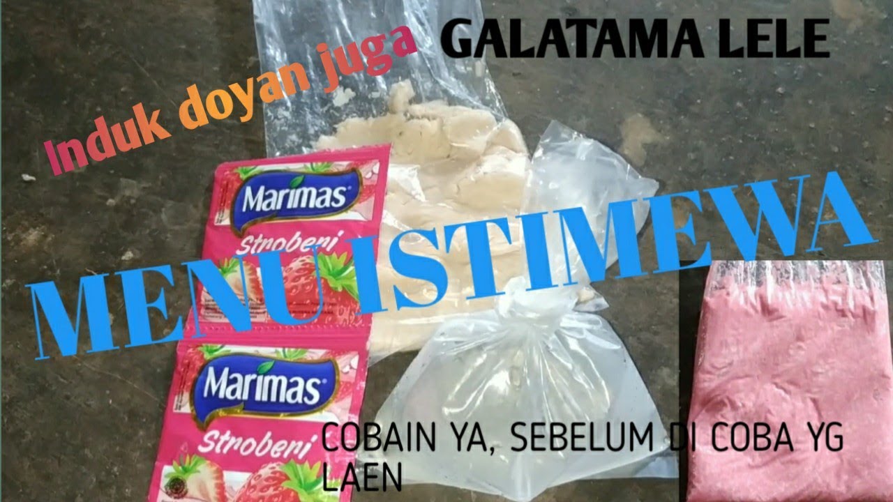 🇮🇩KEJU BASI Vs MARIMAS STRAWBERRY‼️INDUK KE 2 TERSELAMATKAN‼️ - YouTube