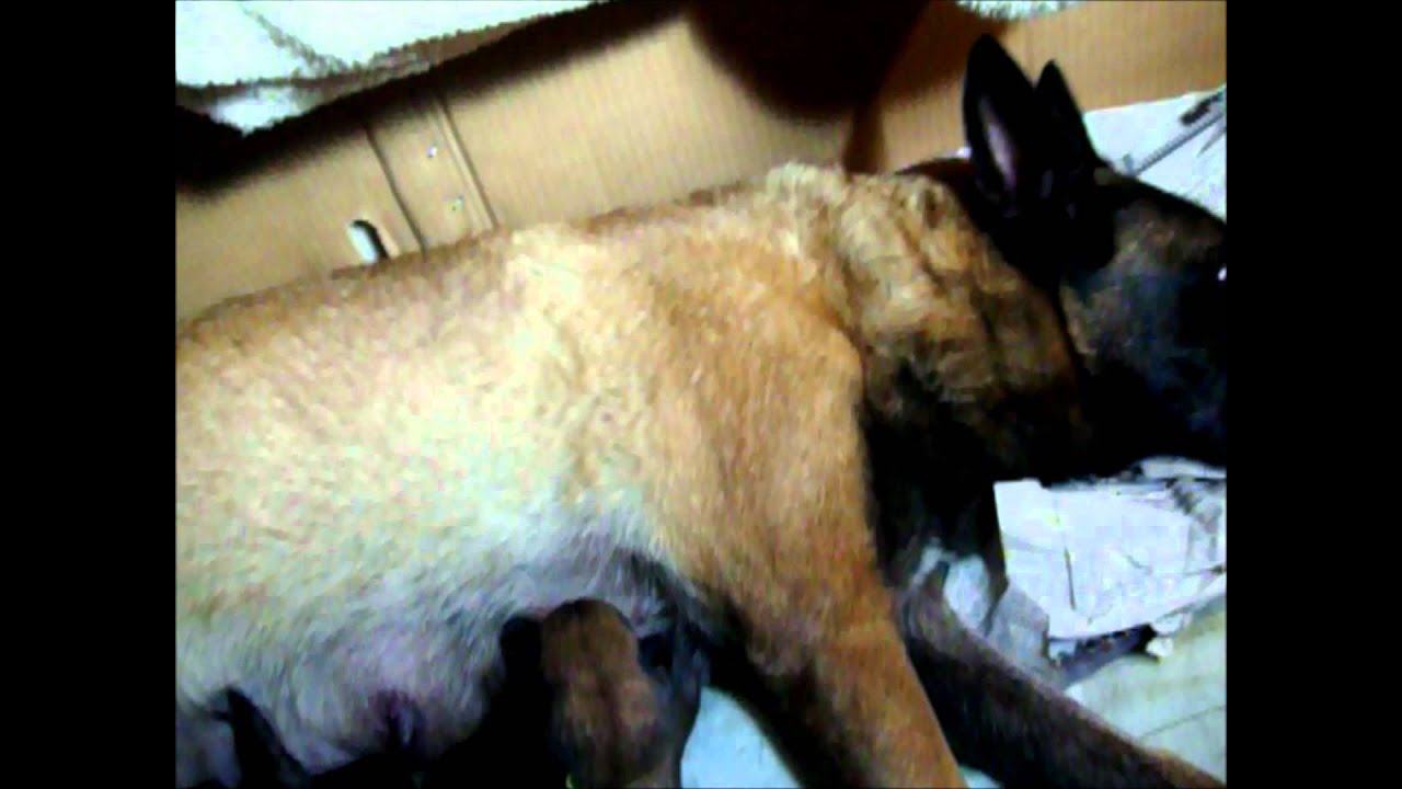 PASTOR BELGA KYRA RUIZ SU VIDA Y SUS BEBES GAD BY ANCHEITA.wmv - YouTube