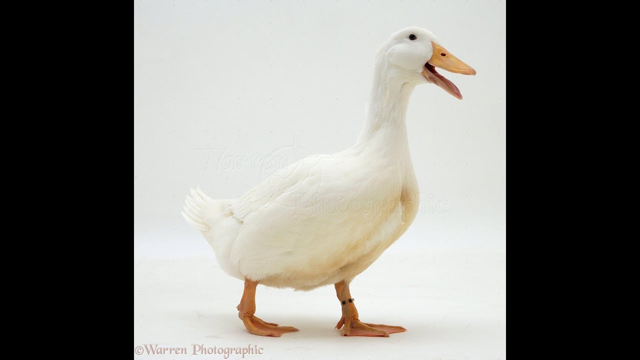 Goofy ahh duck - YouTube