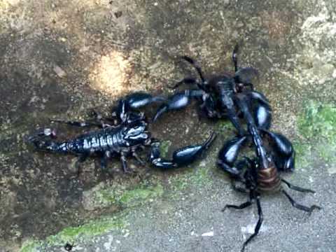 3-way scorpion fight - YouTube