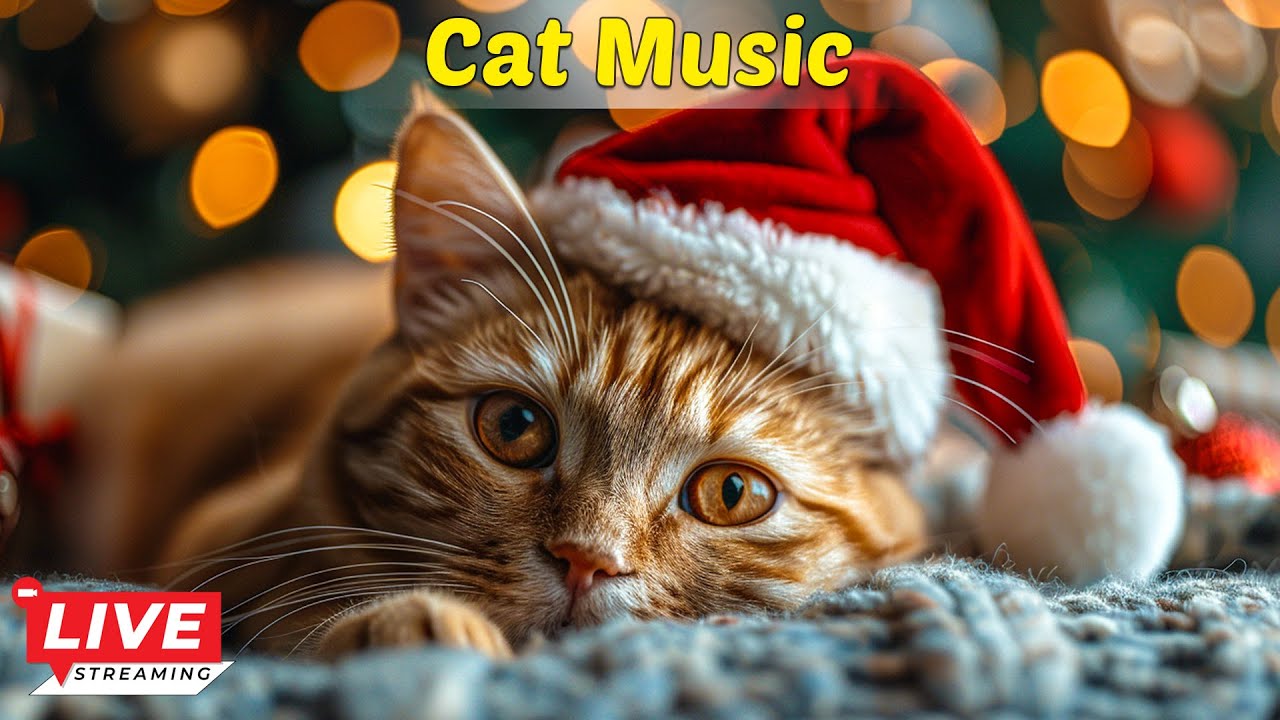 12 Hours Anti Anxiety Music For Cats 🐈 Stress Relief Music For Cats ...