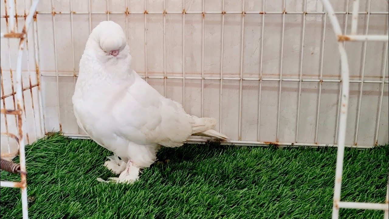 Some of my long face pigeons ((white and splash color)) - YouTube