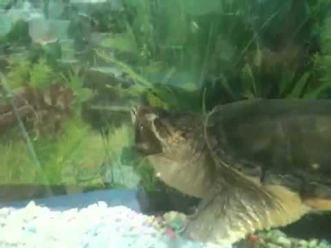 Turtle eats giant frog - YouTube