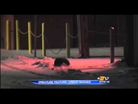 Creature Feature: Urban Skunks - WHTM ABC 27 Harrisburg - YouTube
