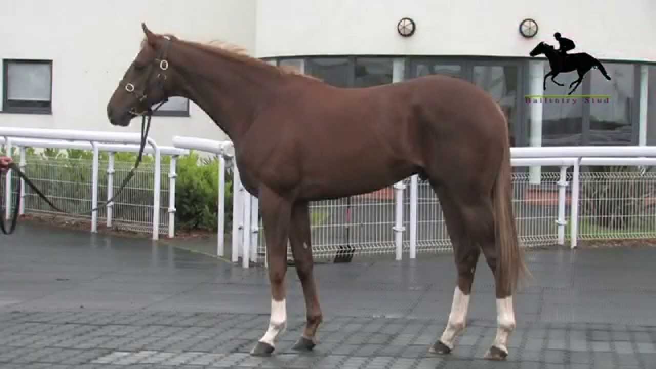 Goffs London Sale in association with QIPCO Ballintry stud lot 18 - YouTube