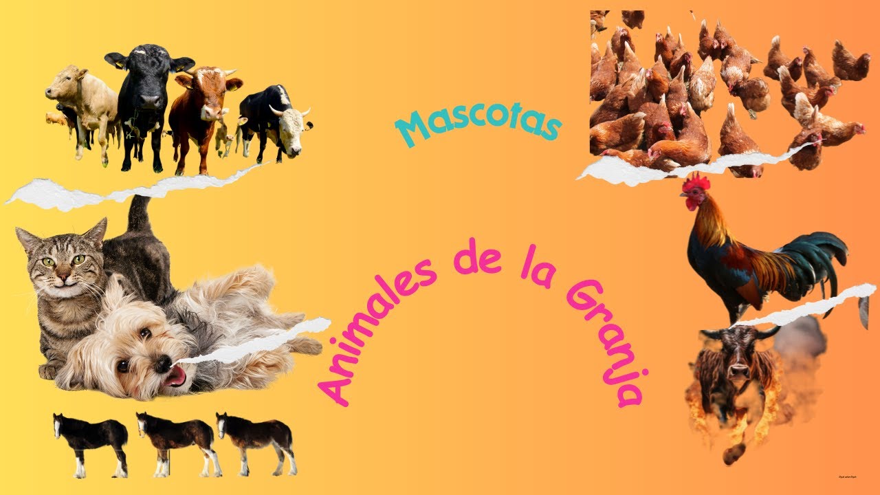 "¡Aprende a conocer algunas MASCOTAS y otros Animales de la GRANJA ...