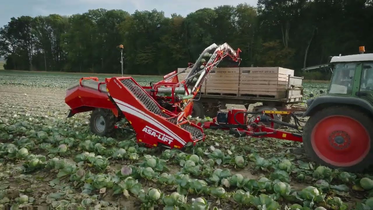 Cabbage Harvesting Equipment VITUS Brassica Industry | Vanhoucke