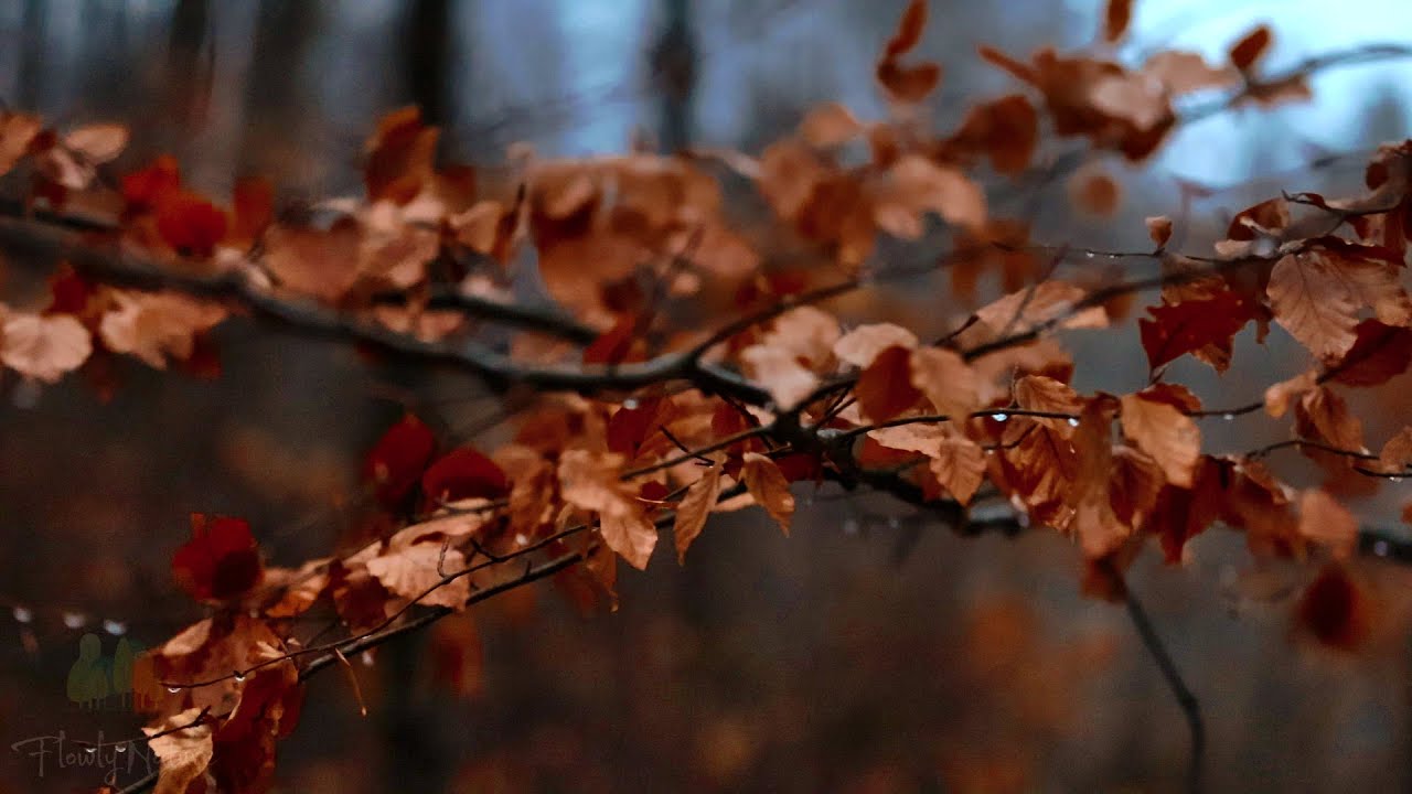 A Windy Forest in Late Autumn - Relaxing Nature Sounds - YouTube