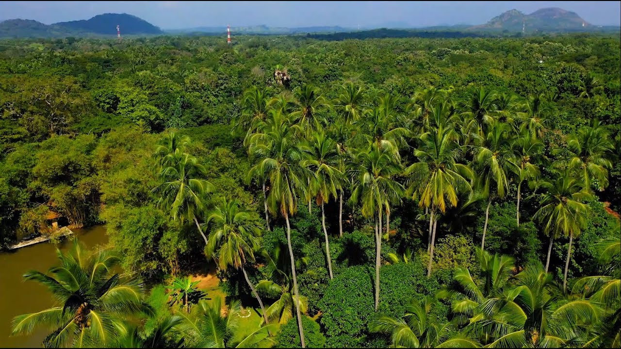 Drone and Raintree Retreat - Dambulla, Sri Lanka - Feb 2019 - YouTube