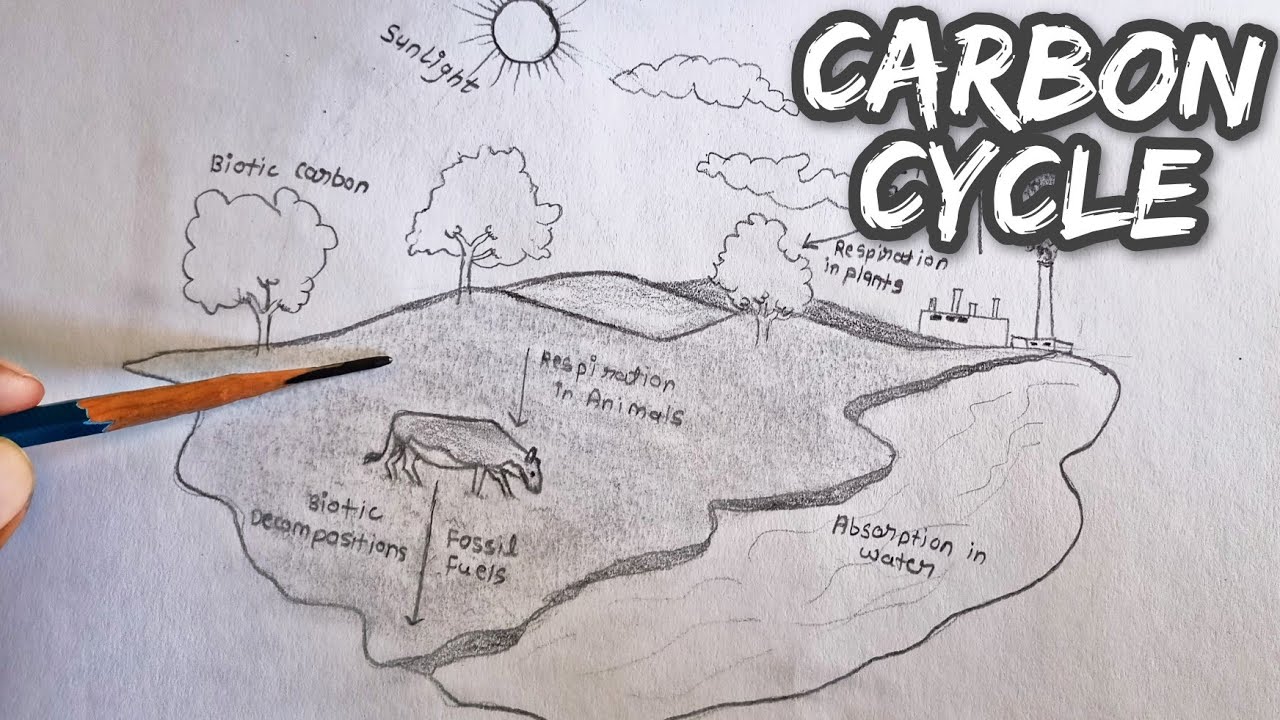 Drawing Carbon Cycle Labelled Diagram - YouTube