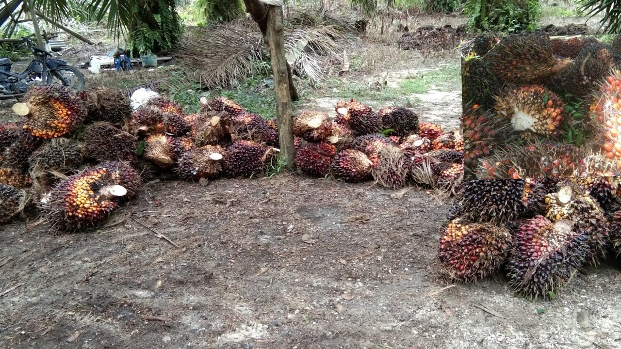 proses penimbangan sawit|| cara panen sawit || pruning sawit || hasil ...