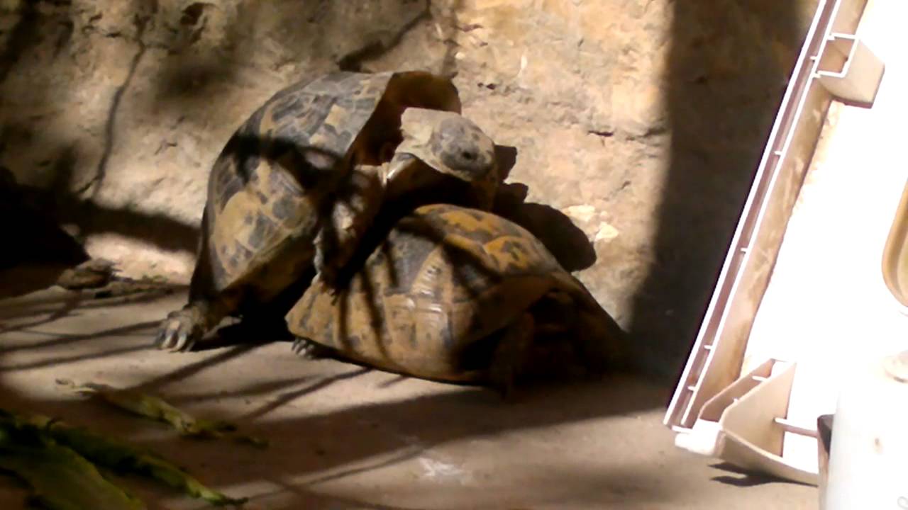 torture animal sex - YouTube