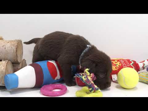 Rotini – 4 Weeks
