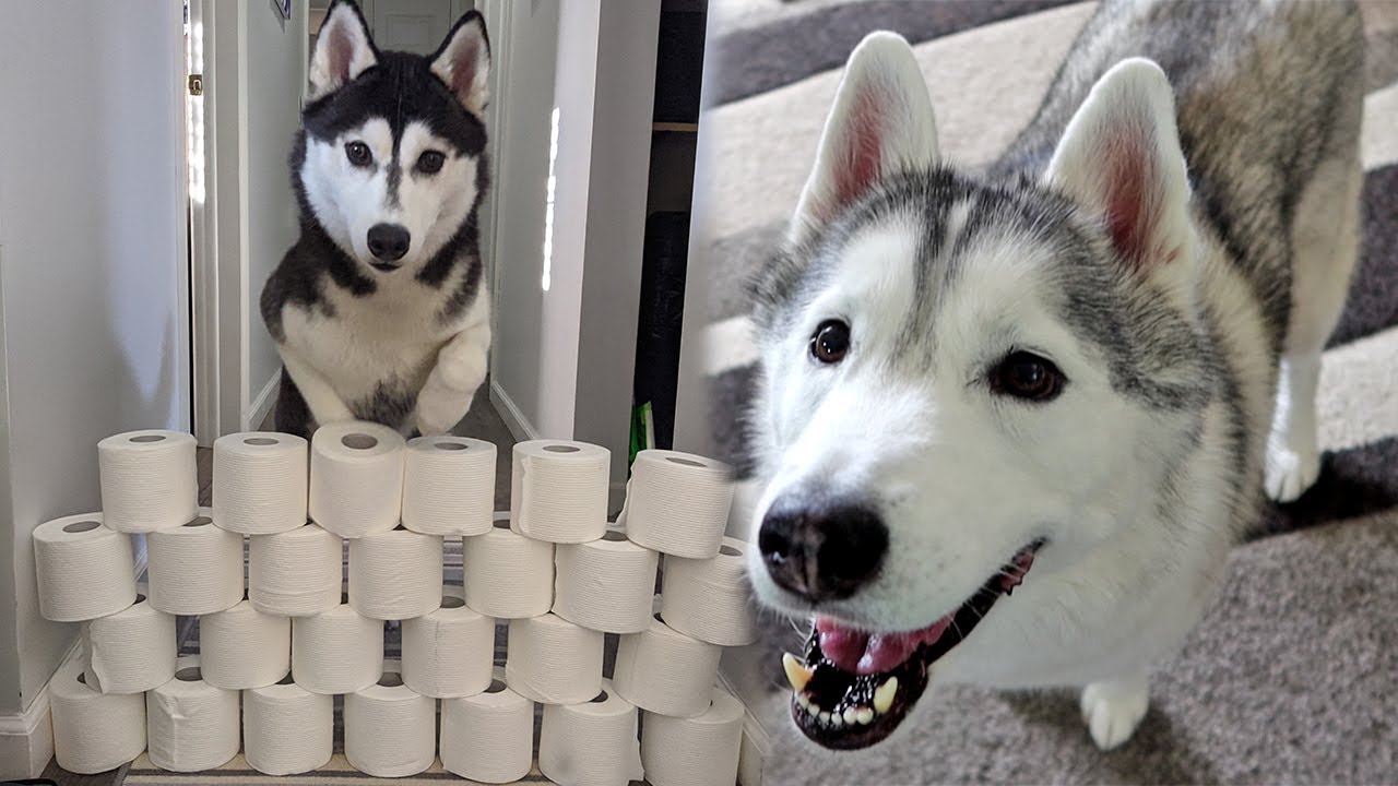 Indoor Fun with the Huskies - YouTube