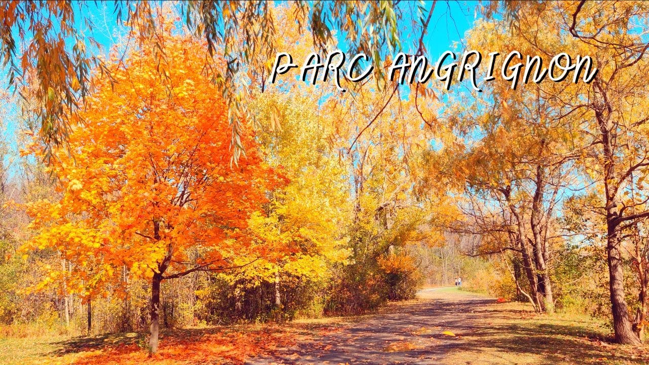 Best foliage in Quebec, Canada | Parc Angrignon, Montreal | Cảnh mùa ...