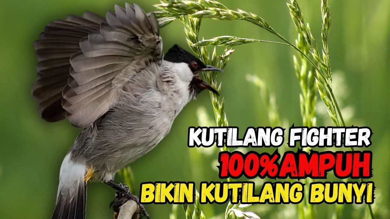 Pasti Nyaut,,!!! Suara Pancingan Burung Kutilang Gacor Ampuh' - YouTube