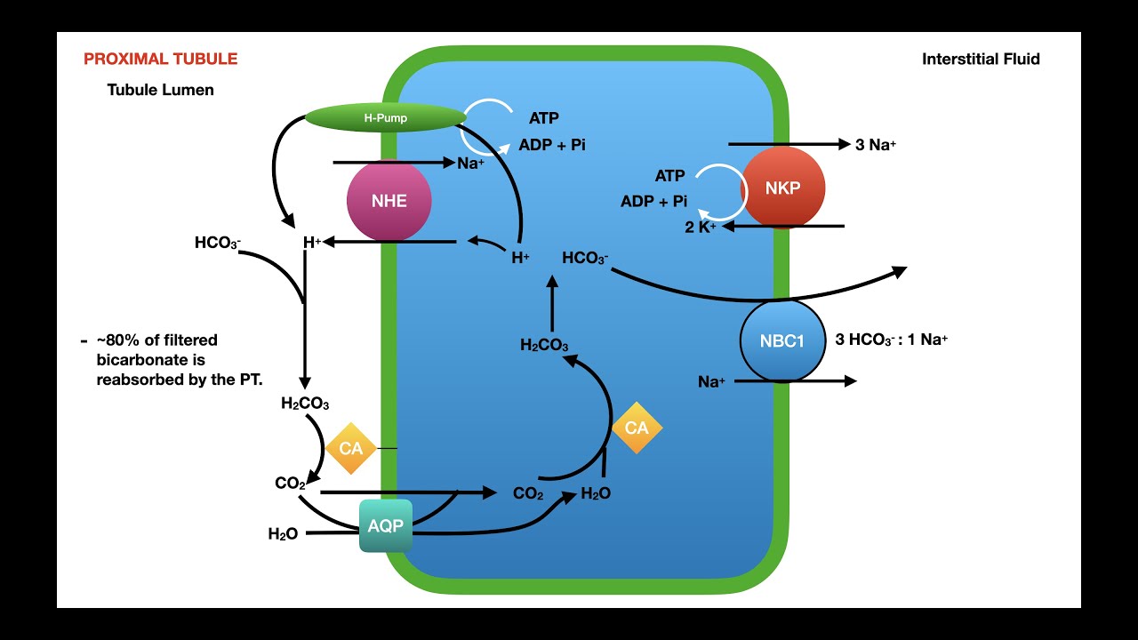 Bicarbonate Handling in the Nephron - YouTube