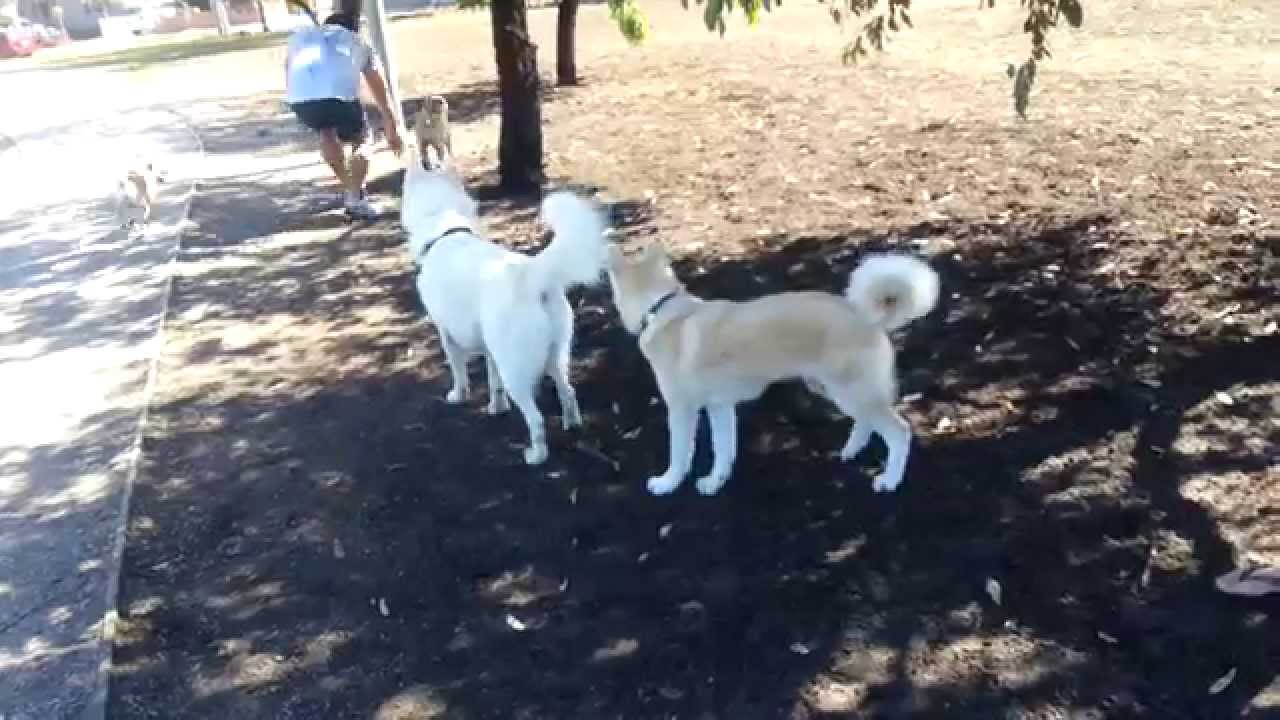 Japanese Akita vs Siberian Husky Fight!!! - YouTube