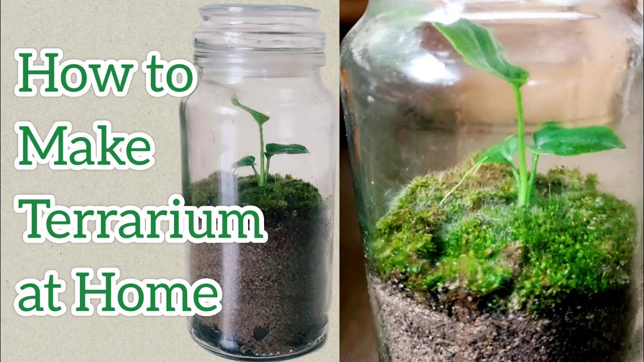 How I Make Terrarium at Home | Step-by-step Guide for Beginners - YouTube