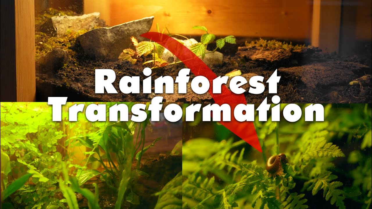 Creating a Living Rainforest Ecosystem in a Tank - YouTube