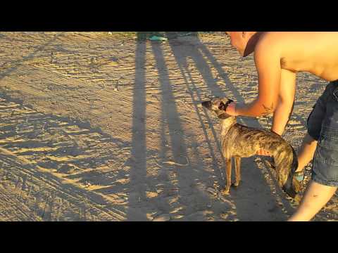 Galgo raza wipper atigrado