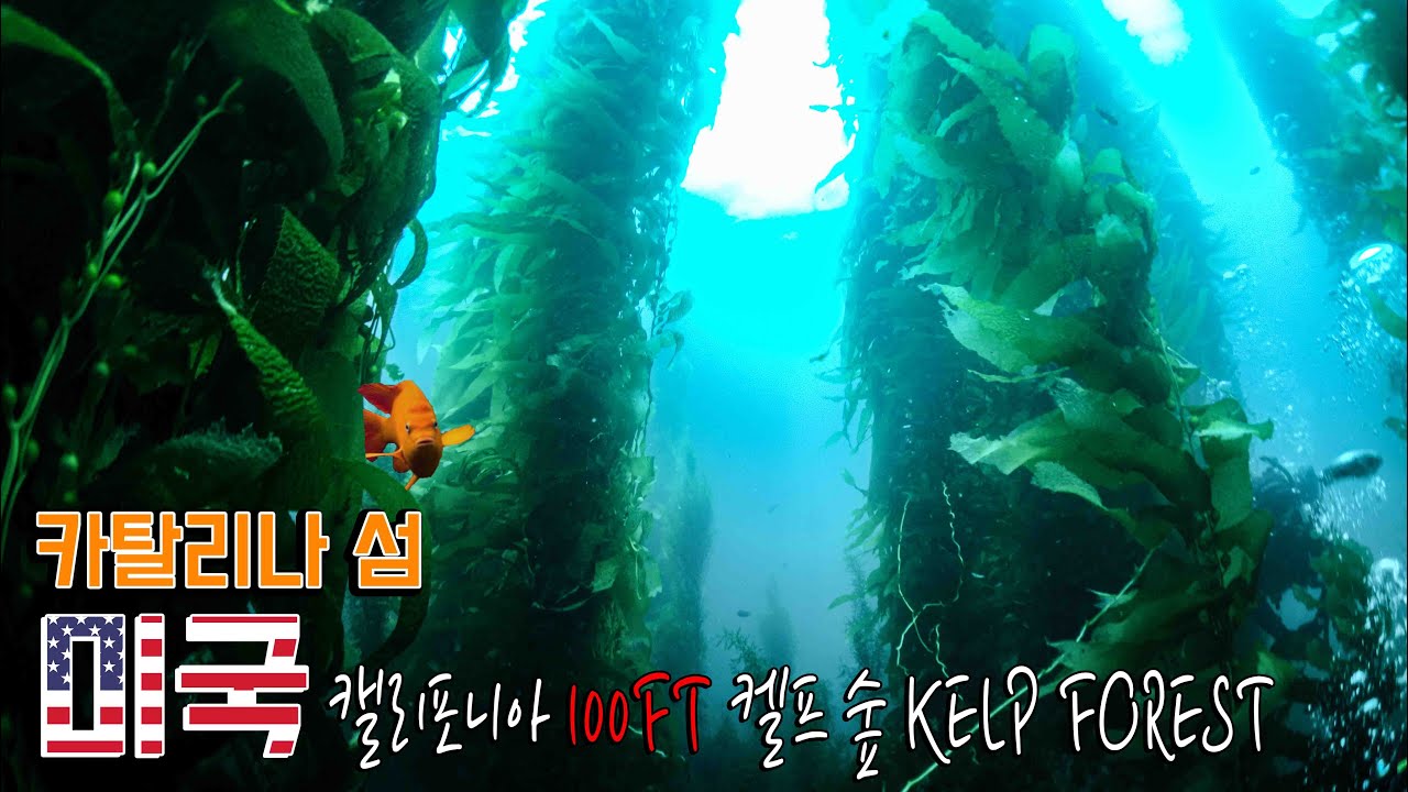 꽃중년 켈프숲 다이빙 무려 100ft높이의 켈프들 Ca 카탈리나 아일랜드 가리발디 찾기 Kelp Forest In 1019