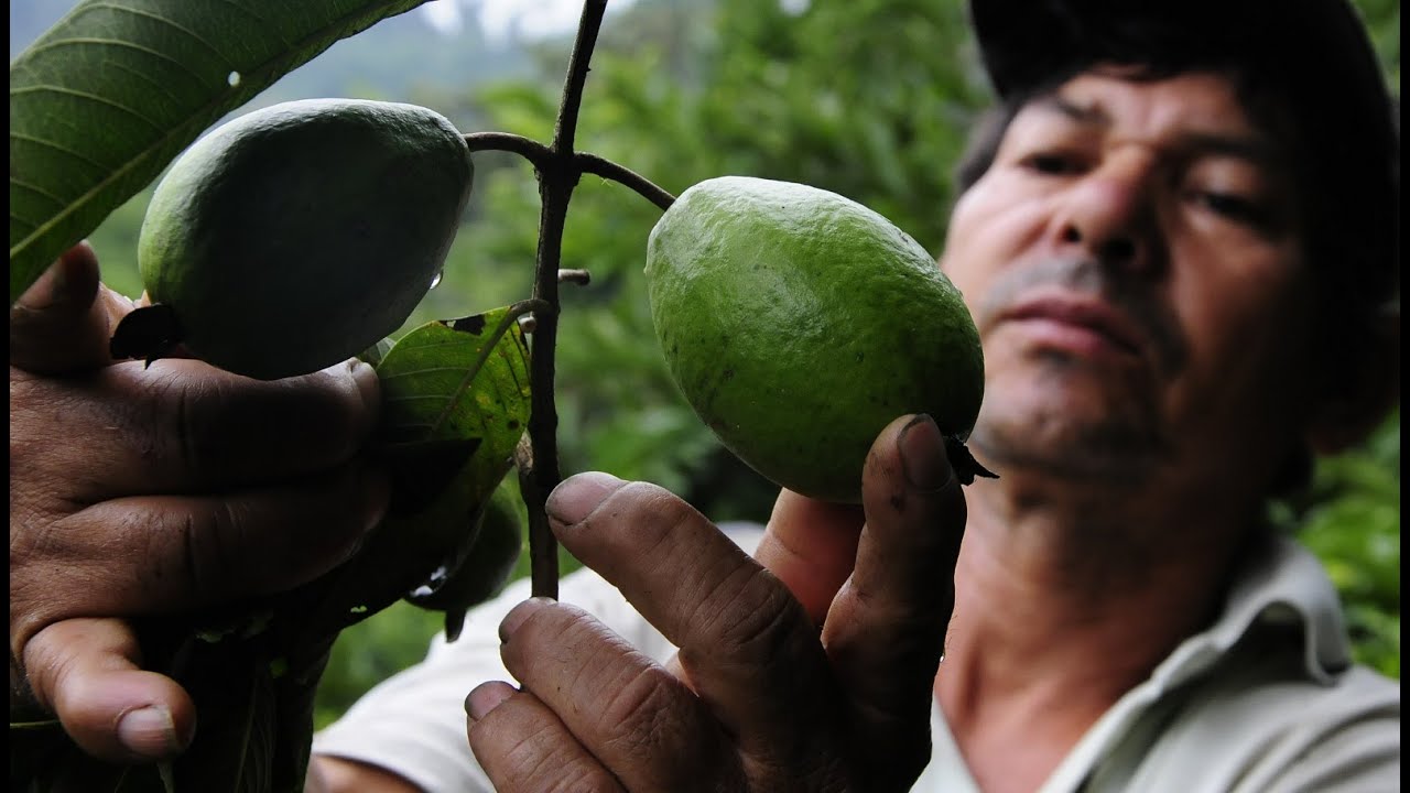 Cómo combatir el insecto Picudo en cultivos de Guayaba - TvAgro por ...
