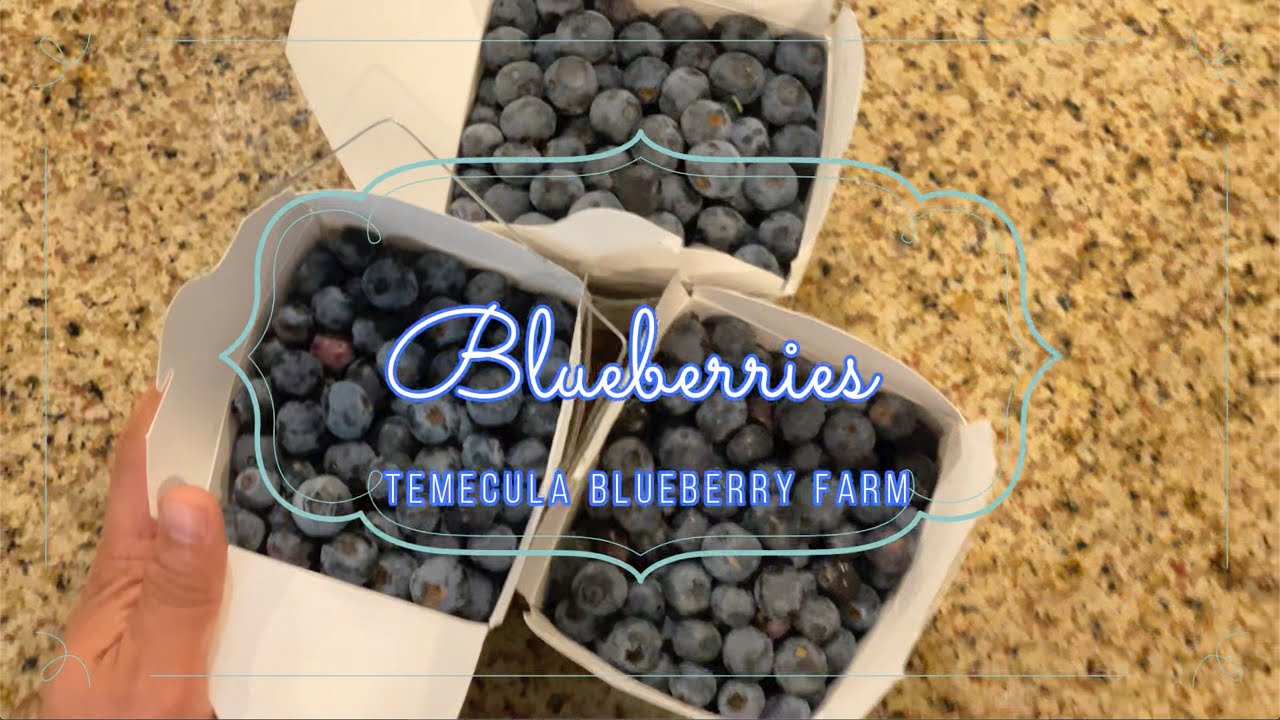 Temecula Blueberry Farm - YouTube