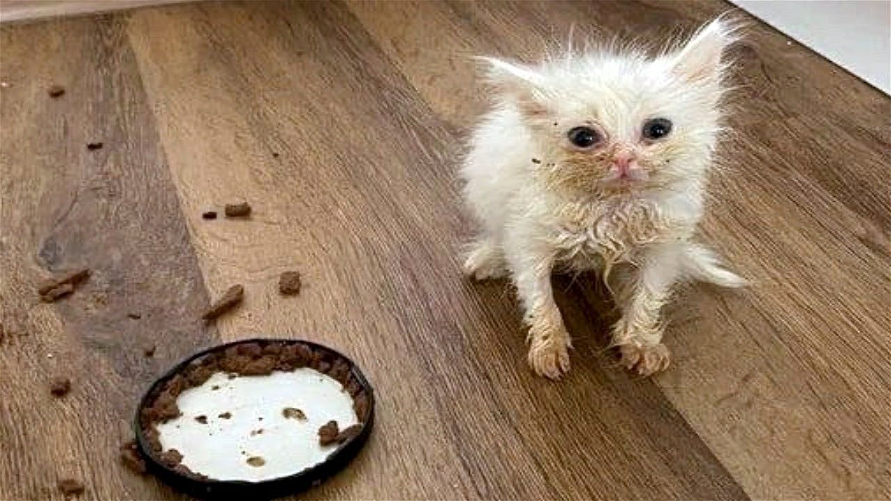 Funny Cats Memes Compilation #3 - YouTube