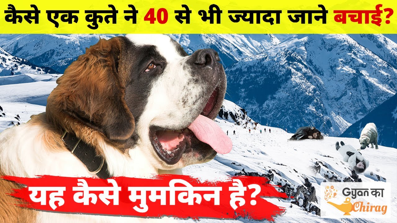 Barry The Rescue Dog - Who Saved 40 Human Lives Dog Stories in Hindi ...