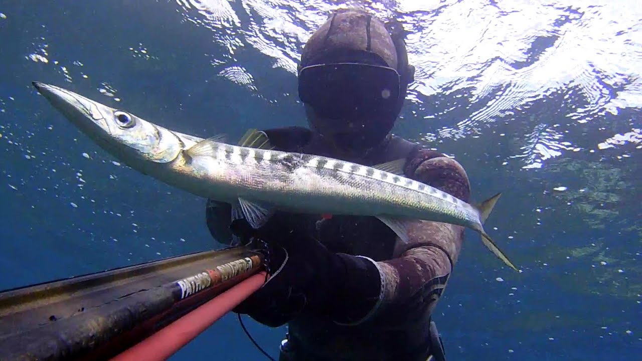 BARRACUDA PATHOS SNIPER-R 75 - YouTube