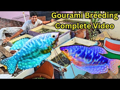 Gourami Fish Breeding🐠 | கௌரா மீன் Breeding!🐟 | Complete Video🔥 - YouTube