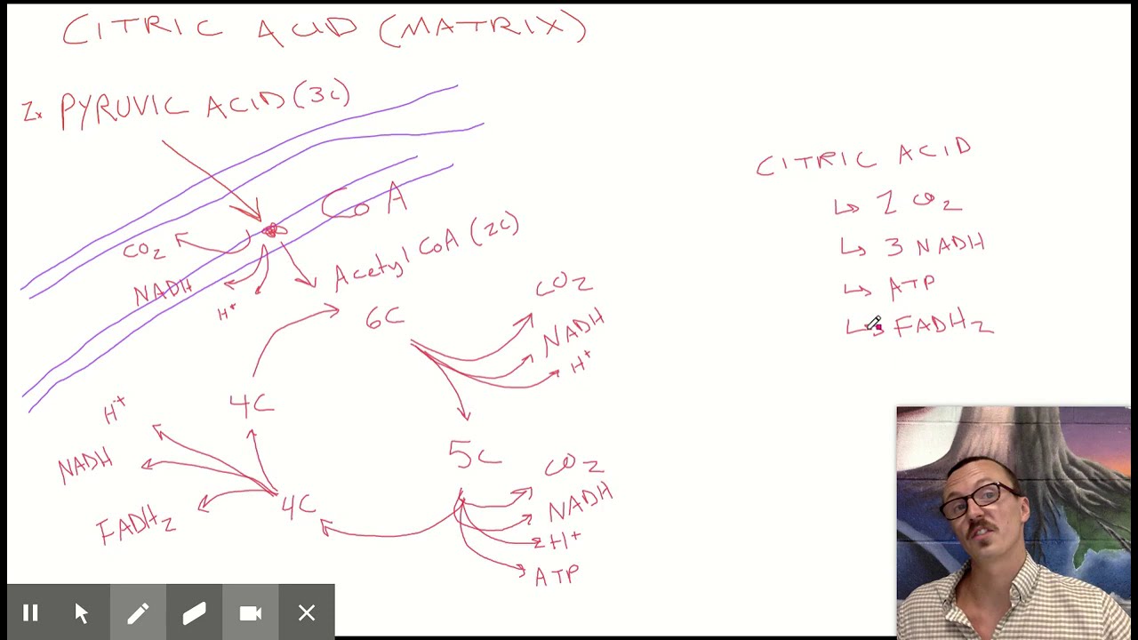 #3.7 (HN) Citric Acid Cycle - YouTube