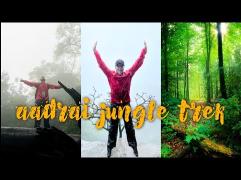 Aadrai Jungle Trek In Monsoon | Aadrai forest trek #aadraijungletrek ...
