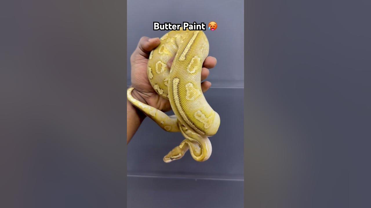 Butter Paint ball python - YouTube