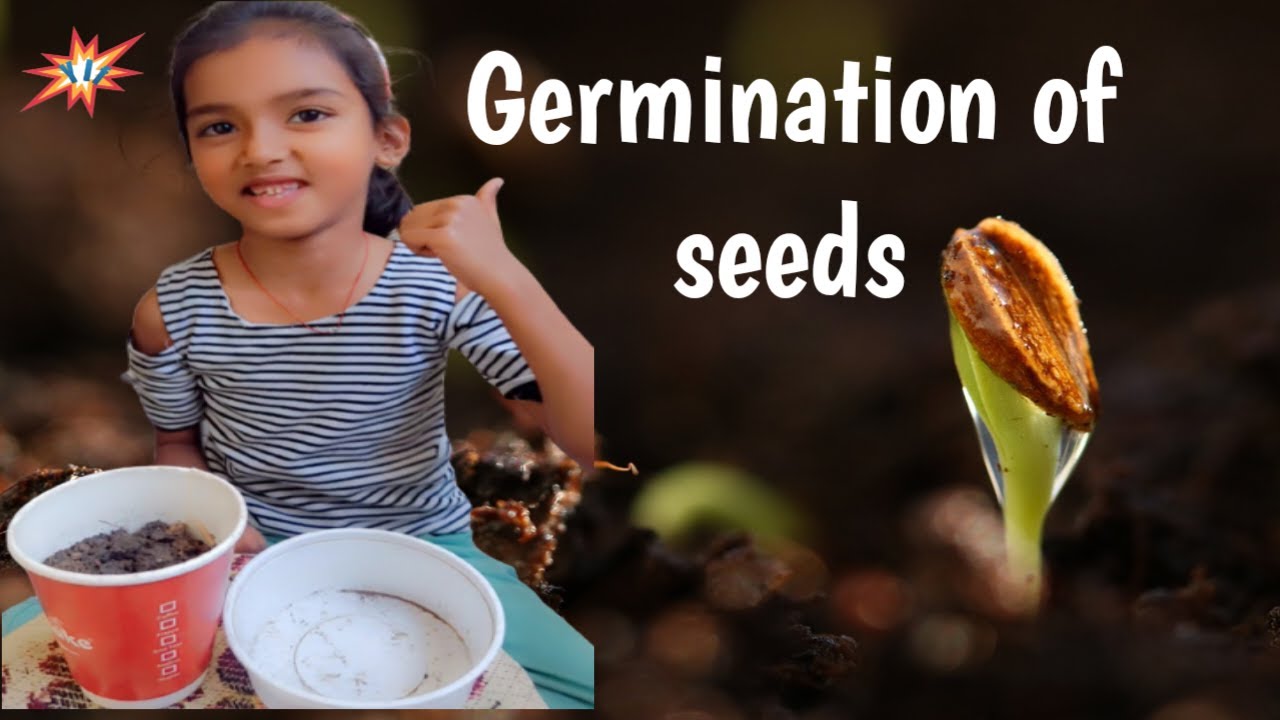 Germination of seeds by kids step1/ Easily grow plants by kids/ Seeds ...