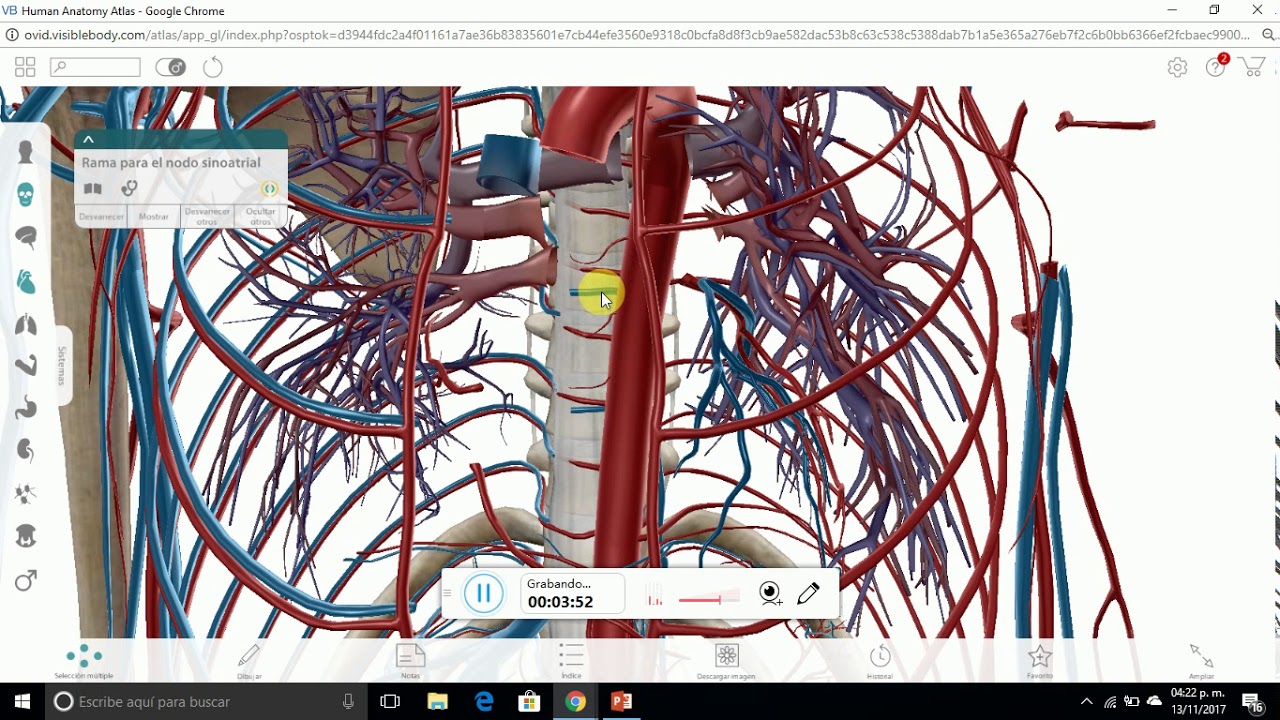 AORTA Y SUS PRINCIPALES RAMAS - YouTube