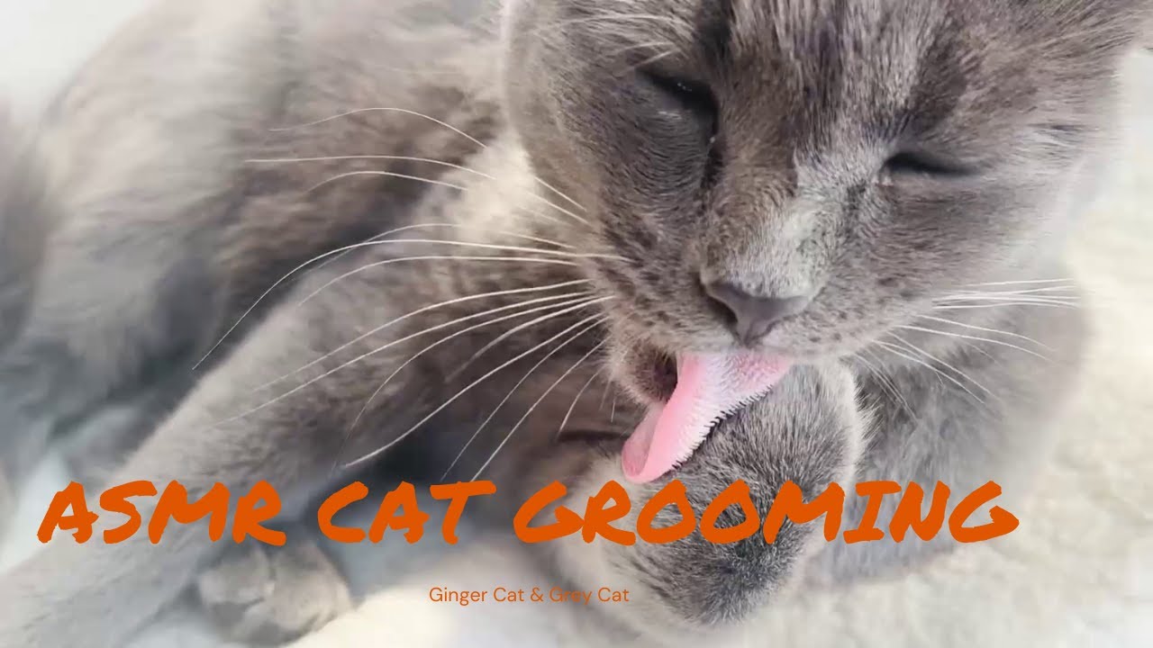 ASMR Russian Blue Cat Grooming #8 - YouTube
