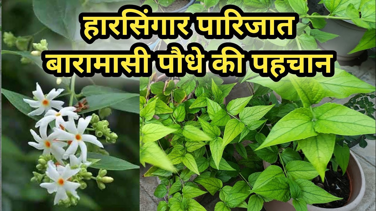 हरसिंगार पारिजात बारहमासी पौधे की पहचान कैसे करे | How to identify ...