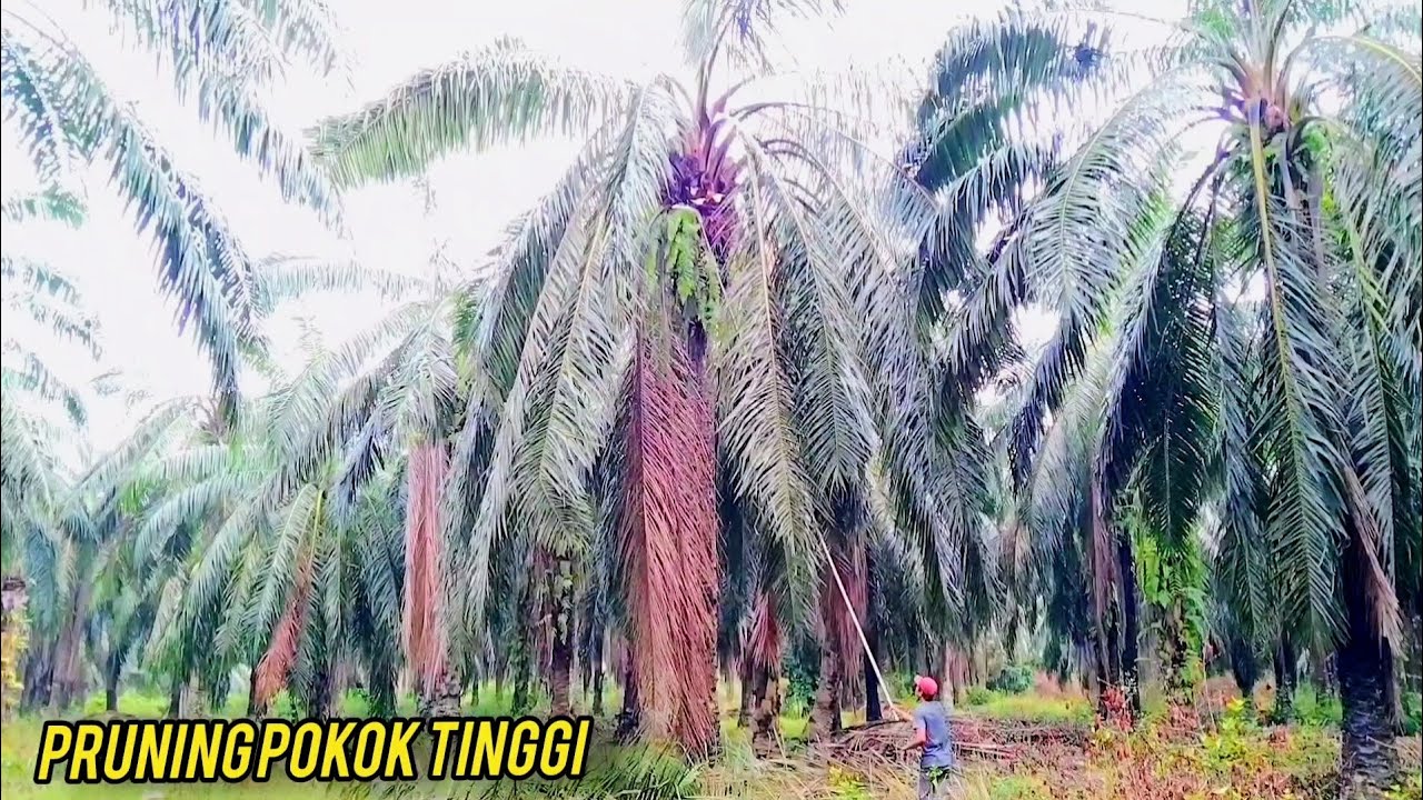 pruning pokok tinggi tantangan yang luar biasa harus semangat - YouTube