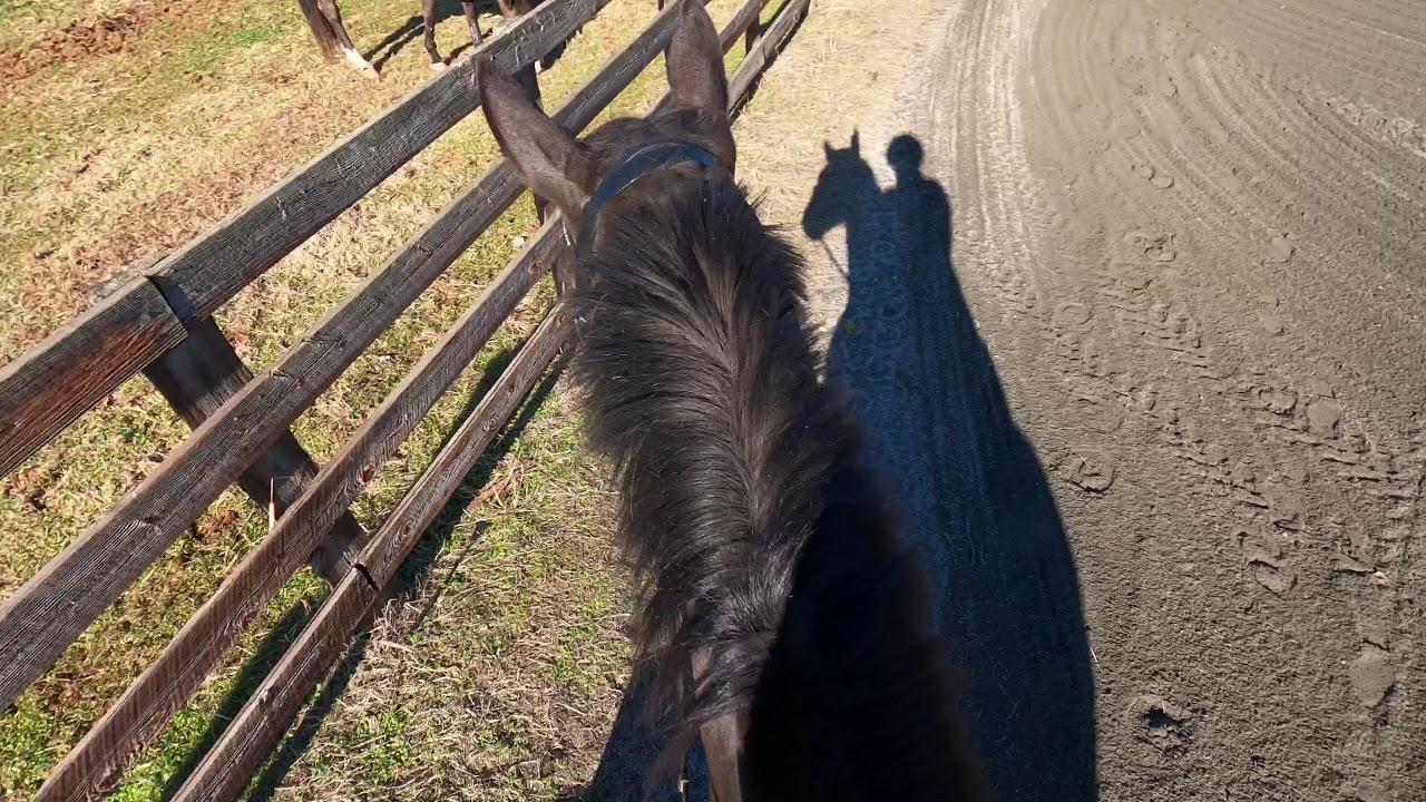 Trying the GoPro on a Blind Horse - YouTube