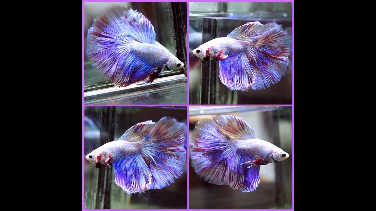 Betta Fish PURPLE DRAGON Halfmoon HM Male T287 - YouTube